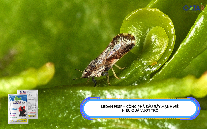 LEDAN 95SP – CÔNG PHÁ SÂU RẦY MẠNH MẼ, HIỆU QUẢ VƯỢT TRỘI - CÔNG TY CỔ ...